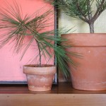 Potted Branches As Holiday Decor | merrypad